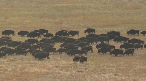 Buffalo Stock Video Footage | Royalty Free Buffalo Videos | Pond5