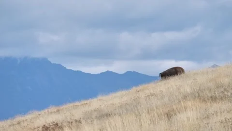 Bison body on a ridge of a hill in front... | Stock Video | Pond5