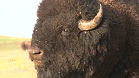 Bison Bull Adult Calling Bellow Roar Win... | Stock Video | Pond5