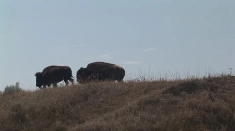 Cow Panting Stock Footage ~ Royalty Free Stock Videos | Pond5