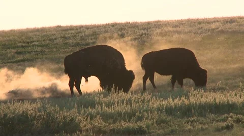 Cow Breeding Stock Video Footage | Royalty Free Cow Breeding Videos | Pond5