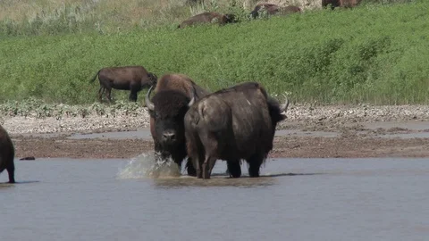 Flehmen Stock Video Footage | Royalty Free Flehmen Videos | Pond5