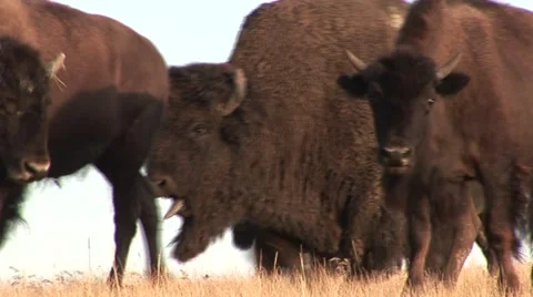 Bison Roar Stock Footage ~ Royalty Free Stock Videos | Pond5
