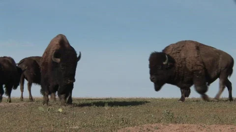 Bison Bulls on Ridgetop Mating Season Be... | Stock Video | Pond5