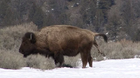 Bison Cow Adult Birthing Giving Birth Br... | Stock Video | Pond5