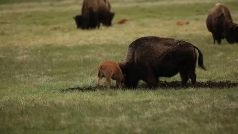 Bison cow-calf butting heads | Stock Video | Pond5