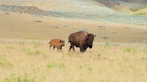 Bison Stampede Stock Videos – Royalty-Free HD & 4K Videos