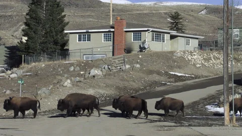 Wildlife Herd Moving Stock Videos – Royalty-Free HD & 4K Videos | Pond5