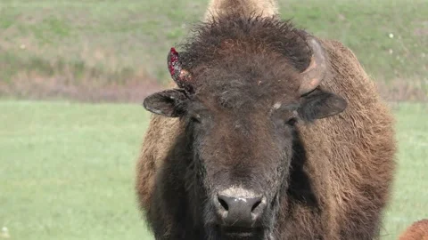 Bloody With Blood Stock Video Footage | Royalty Free Bloody With Blood ...