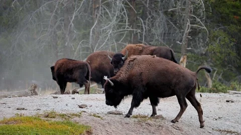 A bison pooping on the field. View of a ... | Stock Video | Pond5