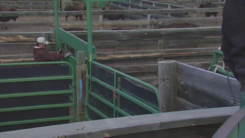 Bison Rushing down Cattle Chutes in Cust... | Stock Video | Pond5