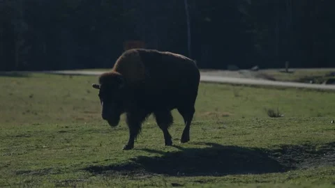 Bison Walking On Field In Parc Omega On ... | Stock Video | Pond5