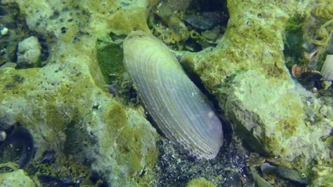 Bivalve mollusc White Piddock on a claye... | Stock Video | Pond5