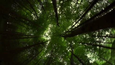 Bizarre fast spinning forest canopy back... | Stock Video | Pond5