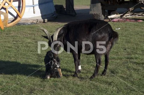 Photograph: Black adult goat taking care of its just new born baby goat ...