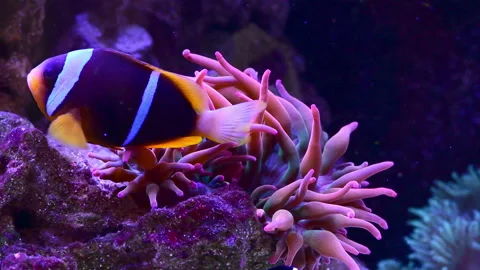 Black african clown fish in a coral reef... | Stock Video | Pond5