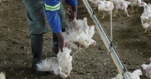 Steroid Stock Footage ~ Royalty Free Stock Videos | Page 8