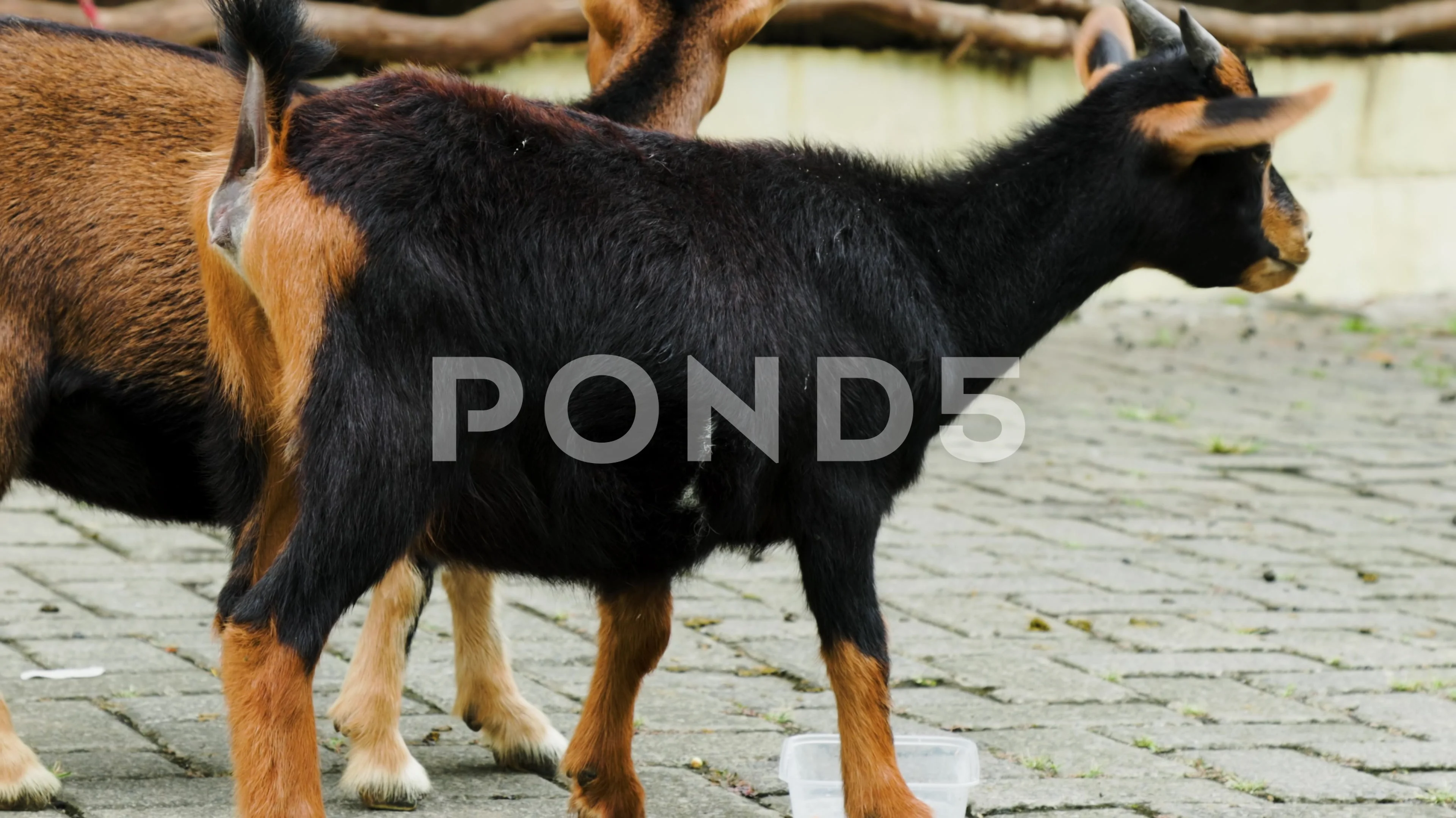 Male Nigerian Dwarf Goats