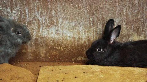 Black Gray Rabbit Stock Videos – Royalty-Free HD & 4K Videos