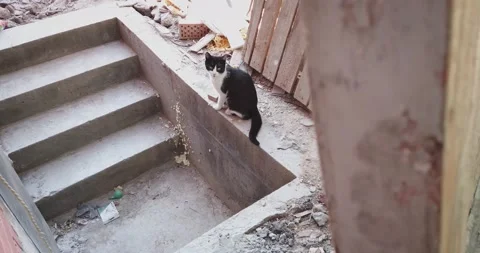 Black and White Cat In Construction Zone... | Stock Video | Pond5