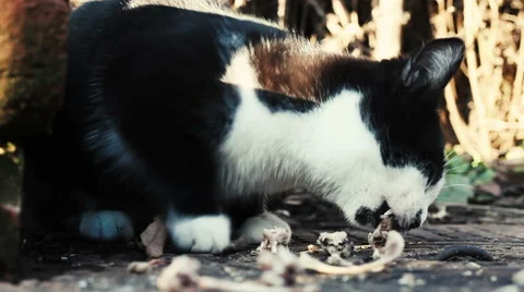 Ancle Bones Stock Videos – Royalty-Free HD & 4K Videos