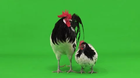 White Femal Stock Videos – Royalty-Free HD & 4K Videos | Pond5