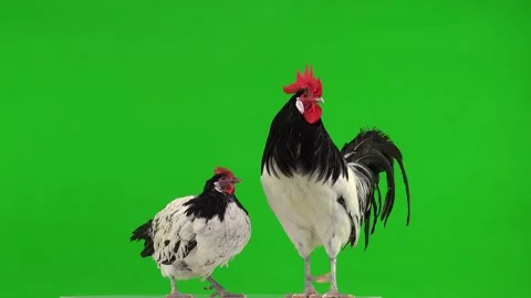 White Femal Stock Videos – Royalty-Free HD & 4K Videos | Pond5