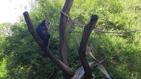 Black-and-white colobuses Monkey On The ... | Stock Video | Pond5