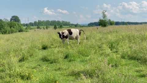 Cow Pooping Stock Videos – Royalty-Free HD & 4K Videos | Pond5