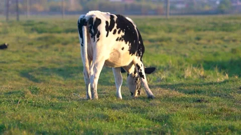 A black and white cow tied with a rope e... | Stock Video | Pond5