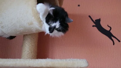 Black and white cute active cat playing ... | Stock Video | Pond5