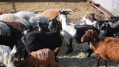 Black and White goat making sound typica... | Stock Video | Pond5