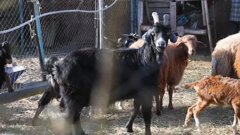 Black and White goat making sound typica... | Stock Video | Pond5