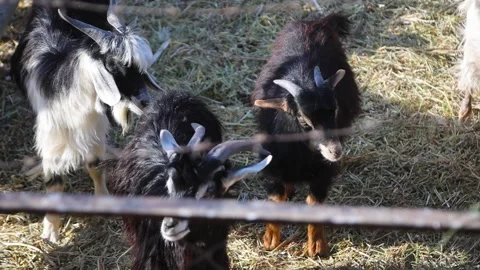 Animals Sound Stock Footage ~ Royalty Free Stock Videos | Pond5