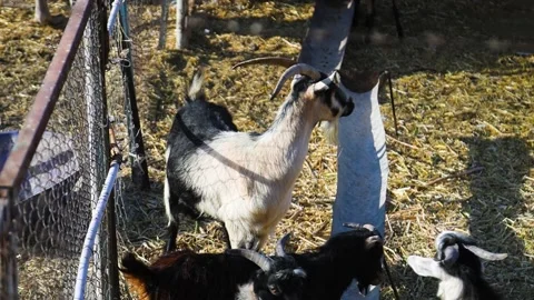 Black and White goat making sound typica... | Stock Video | Pond5