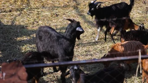 Black and White goat making sound typica... | Stock Video | Pond5