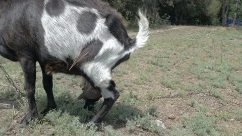 Animals Peeing Stock Videos – Royalty-Free HD & 4K Videos | Pond5