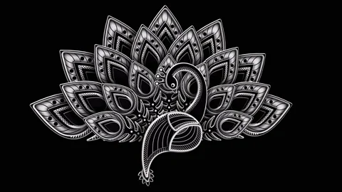 Peacock Alpha Stock Footage ~ Royalty Free Stock Videos | Pond5