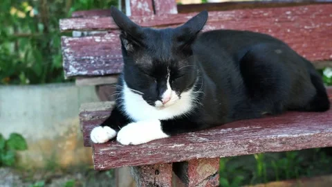 Black and Whiter Stock Videos – Royalty-Free HD & 4K Videos | Pond5