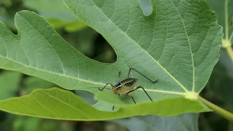 Black and yellow insect on leaf, cricket... | Stock Video | Pond5