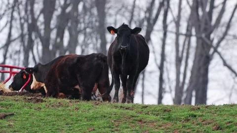 Black Angus Bull Cow Standing on top of ... | Stock Video | Pond5