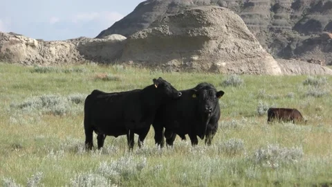 Mature Female Cattle Stock Videos – Royalty-Free HD & 4K Videos | Pond5