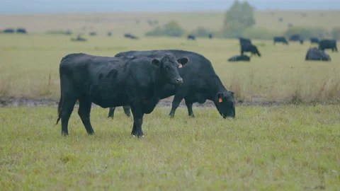 Black angus cattle grazing on a green gr... | Stock Video | Pond5