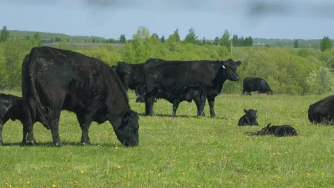 Black Angus In Summer Green Grassy Meado... | Stock Video | Pond5