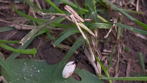 Black Ant White Background Stock Footage ~ Royalty Free Stock Videos ...