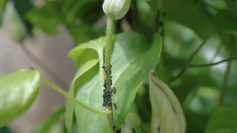 Black ants crawling on the stem of the p... | Stock Video | Pond5