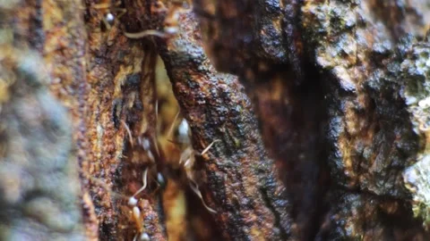 Black Crack Head Stock Videos – Royalty-Free HD & 4K Videos