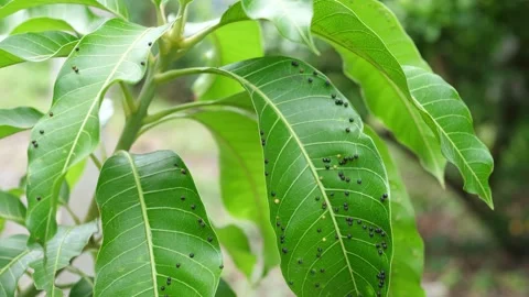 Mango Plant Stock Footage ~ Royalty Free Stock Videos | Pond5