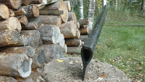 Tree Stump Cutout Stock Videos – Royalty-Free HD & 4K Videos