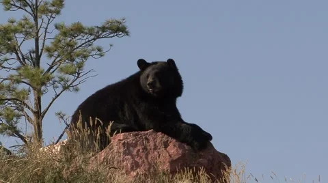 Black Rock Company Stock Videos – Royalty-Free HD & 4K Videos